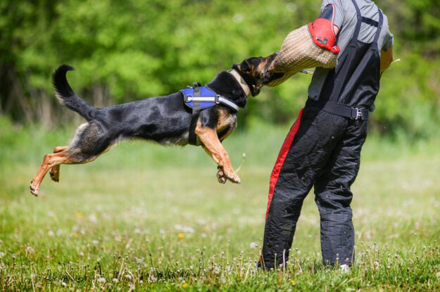 What are the 4 Types of Dog Training?